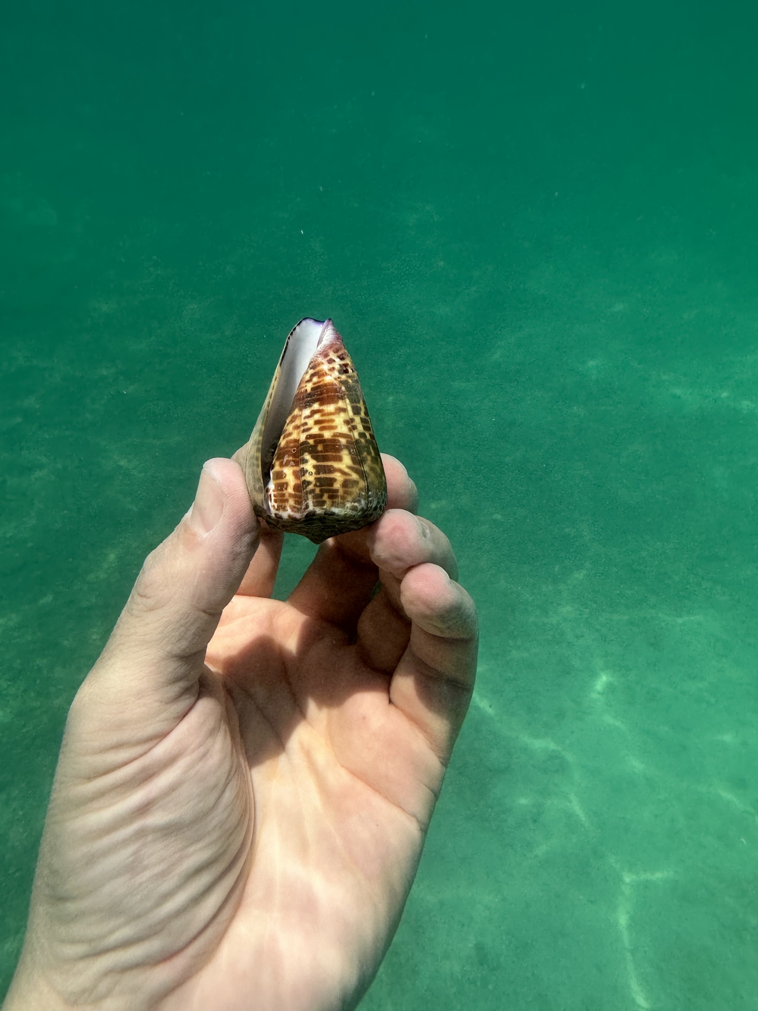 Conus edaphus Dall, 1910