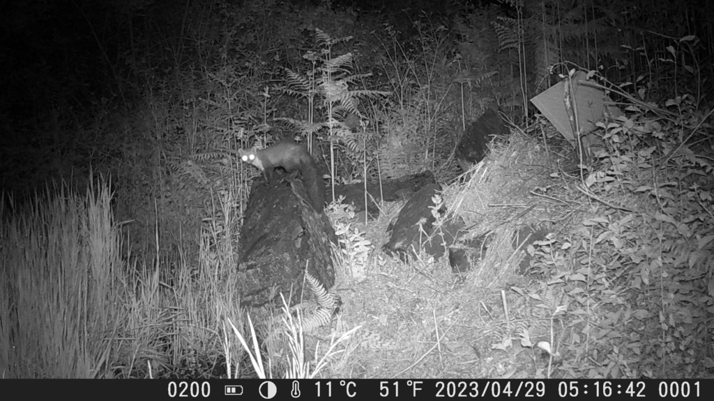 Stone Marten in April 2023 by Astrid. Hunter Camera · iNaturalist