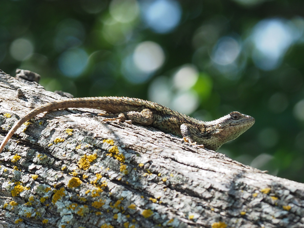 Texas Spiny Lizard from Mueller, Austin, TX, USA on May 01, 2023 at 11: ...