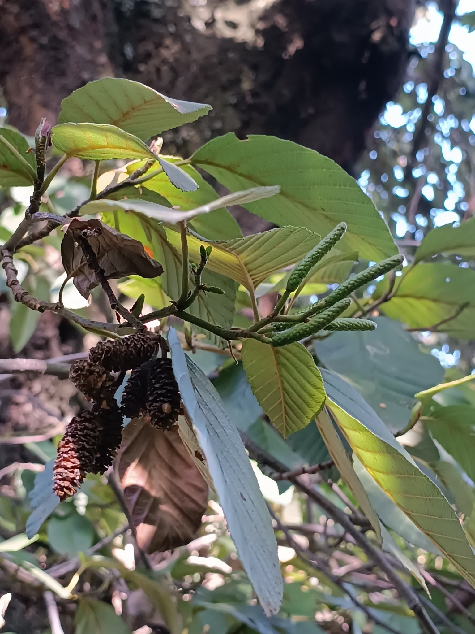 Alnus acuminata Kunth