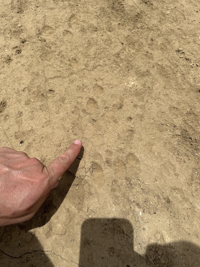 San José Brush Rabbit in April 2023 by Ernesto. Fresh tracks · iNaturalist