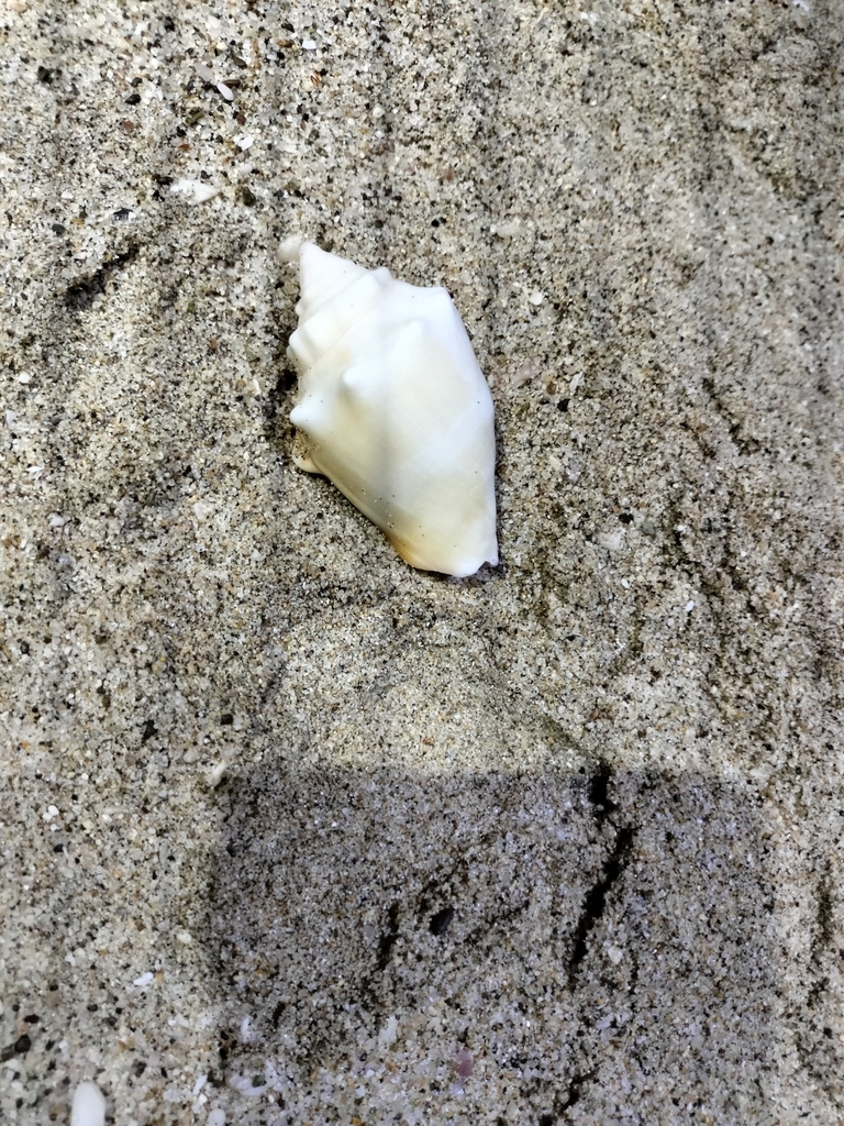 Eastern Pacific fighting conch from Navopatia on April 29, 2023 at 09: ...