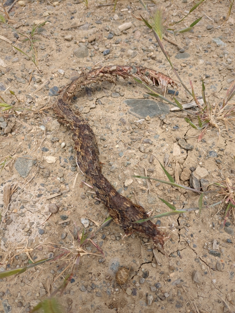 Pacific Gopher Snake from East Palo Alto, CA 94303, USA on May 01, 2023 ...