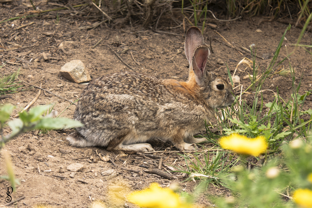 Desert Cottontail from Wooded Area, San Diego, CA, USA on April 28 ...