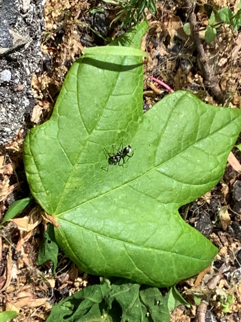 Silky Field Ant from St. Louis County, US-MO, US on May 1, 2023 at 12: ...
