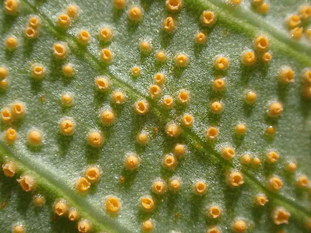 Jack-in-the-Pulpit Rust in May 2023 by Evan M. Raskin · iNaturalist