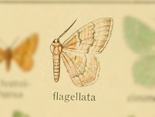 Maxates flagellaria · iNaturalist