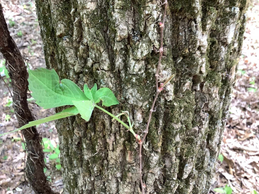 eastern poison ivy from St. Louis County, US-MO, US on May 1, 2023 at ...