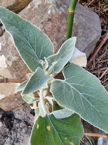 Variety Sideritis candicans multiflora · iNaturalist