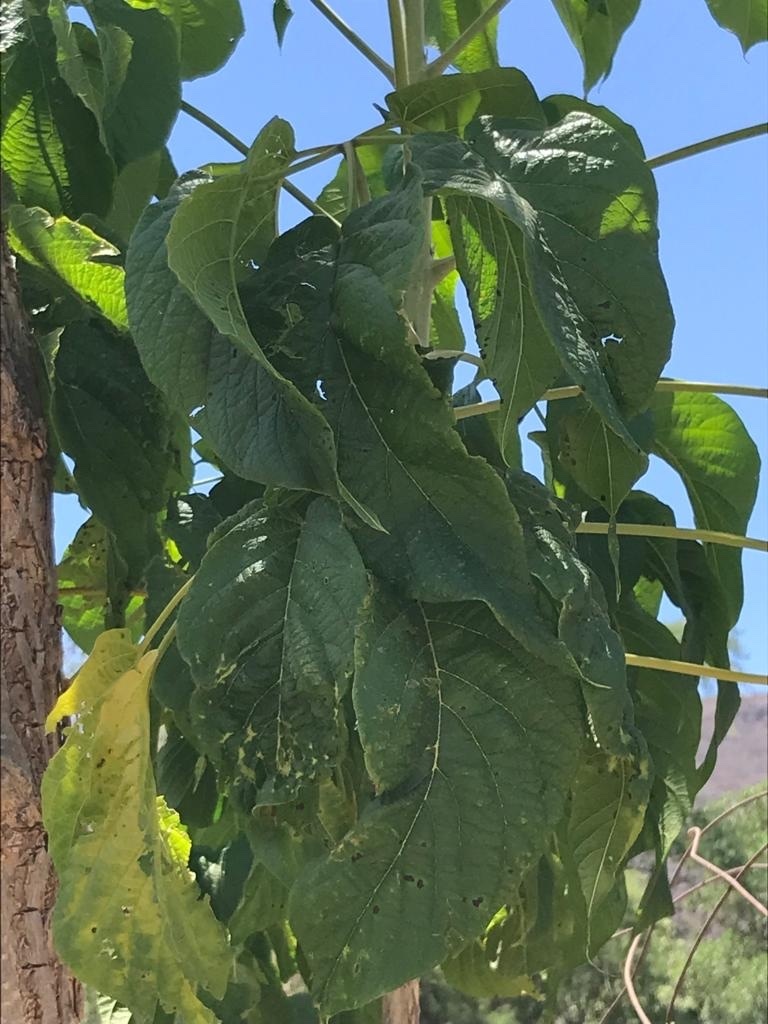 Primavera from Calafato, SIN, MX on May 1, 2023 at 12:56 PM by ...