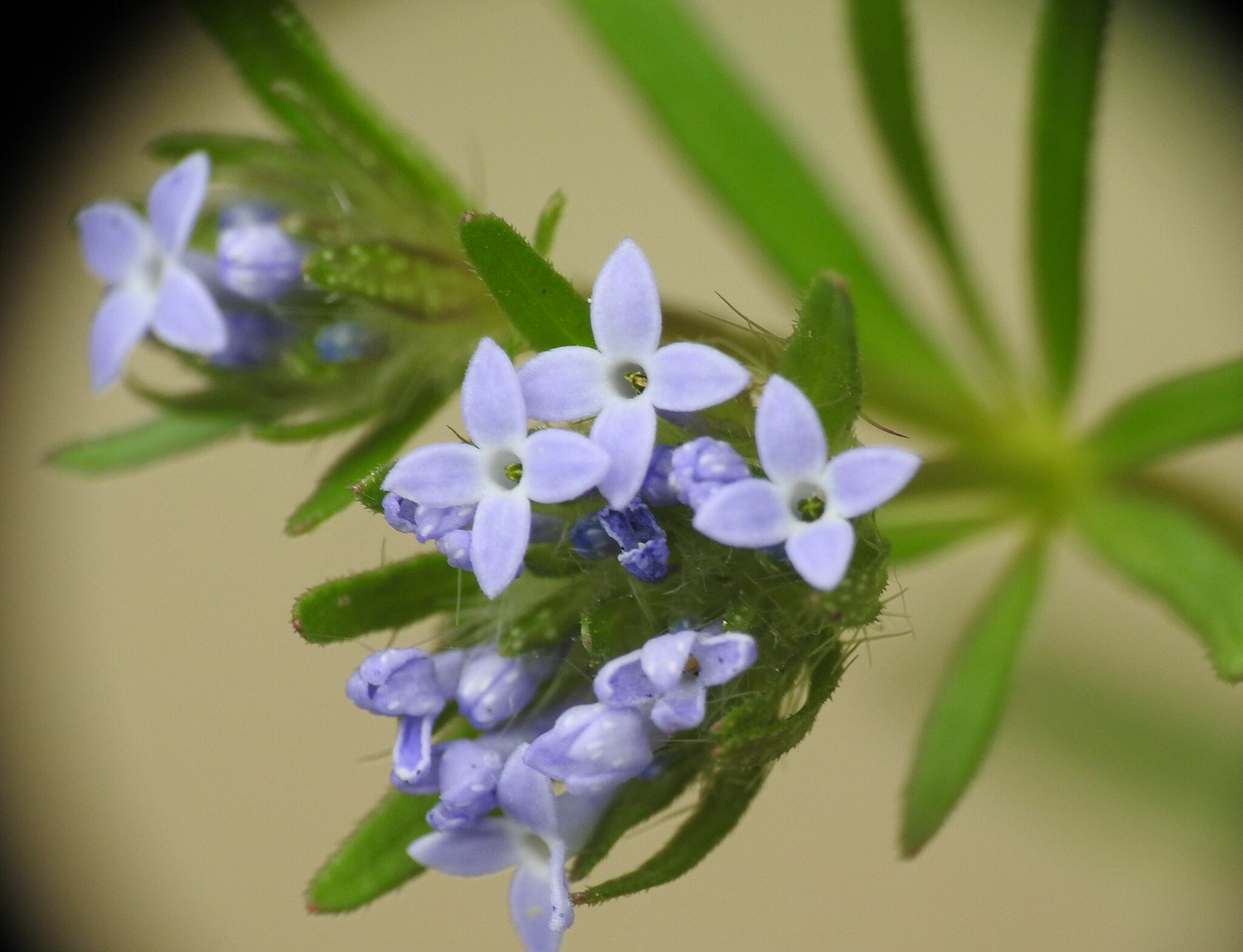 Asperula arvensis L.
