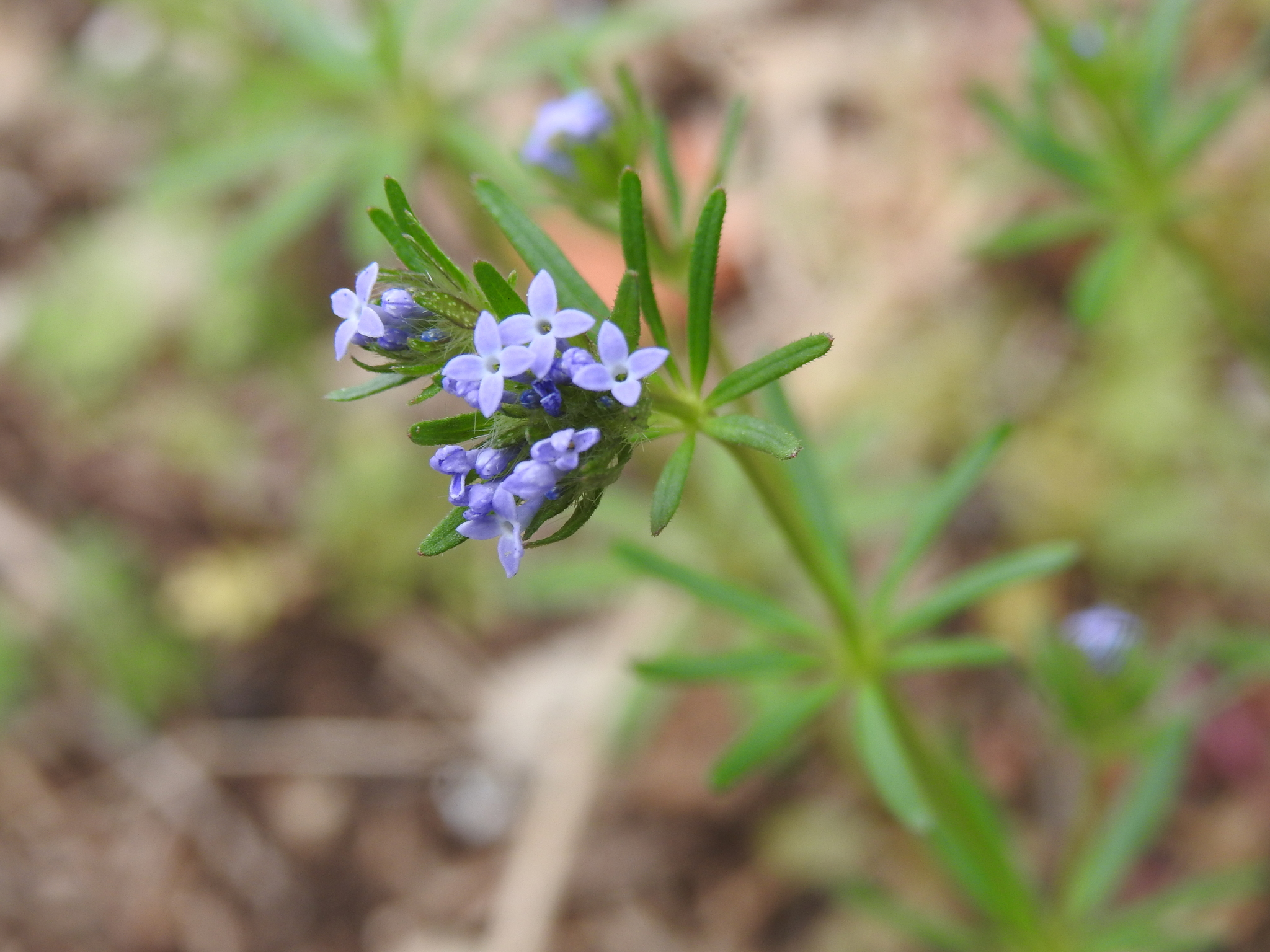 Asperula arvensis L.