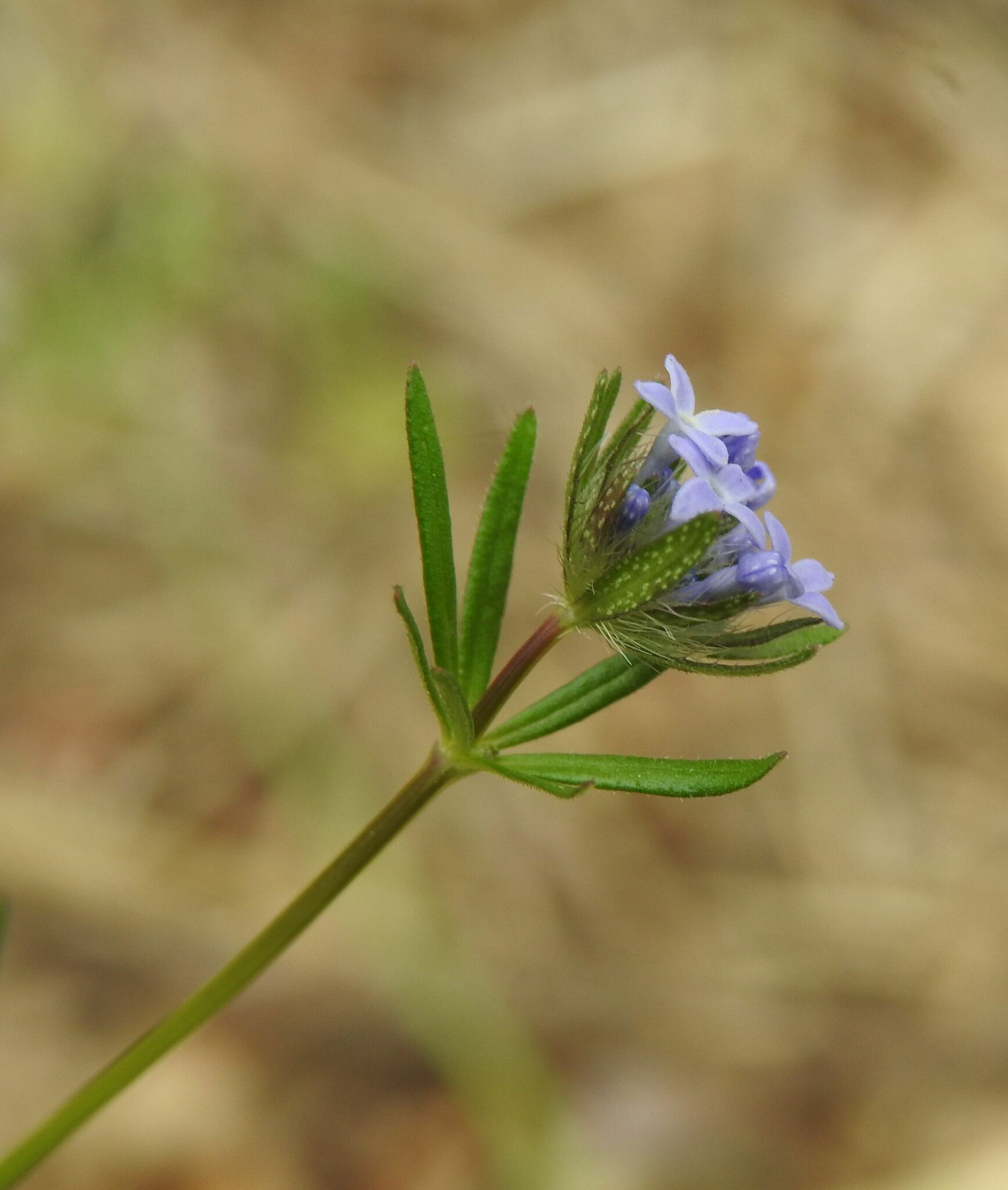 Asperula arvensis L.