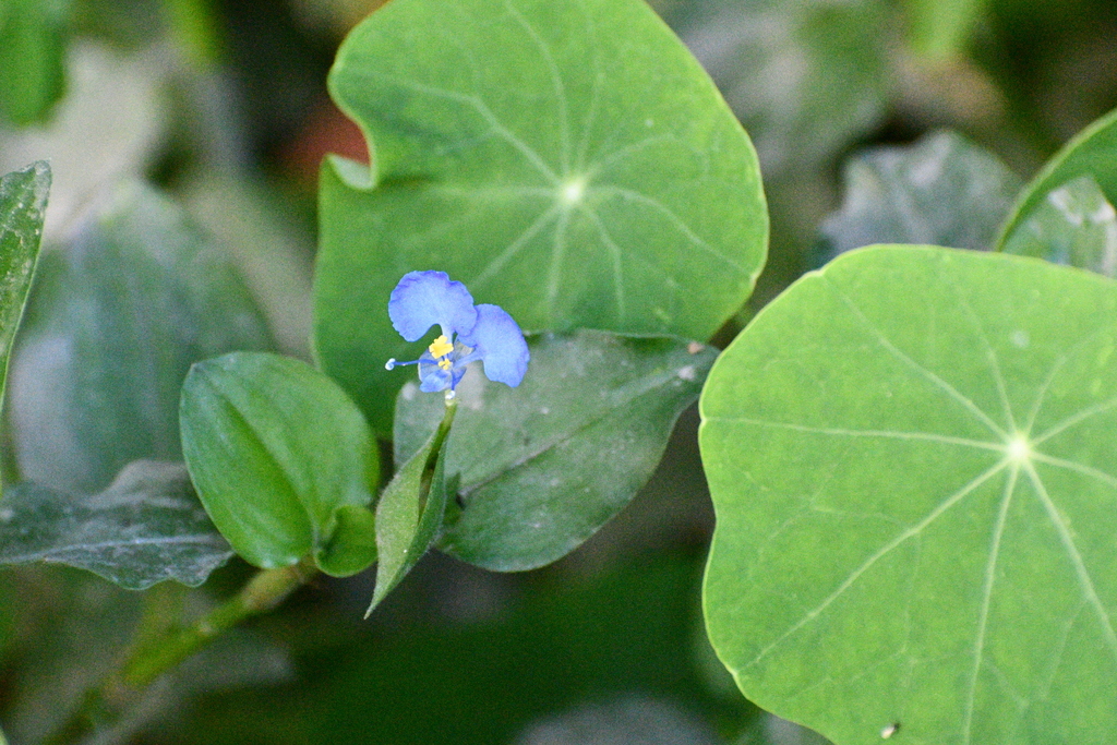 tropical spiderwort (Commelina benghalensis) - Botanical Realm