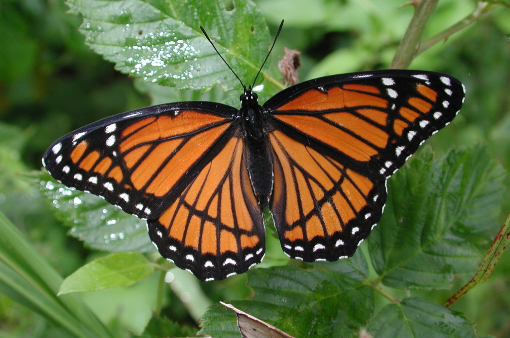 Viceroy from Carteret County, US-NC, US on August 16, 2003 by Roger ...