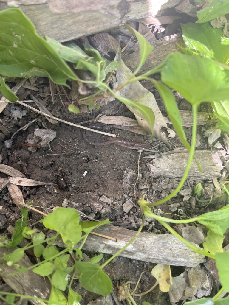 American Carpenter Ant from Mid Rivers Mall Dr, Saint Peters, MO, US on ...