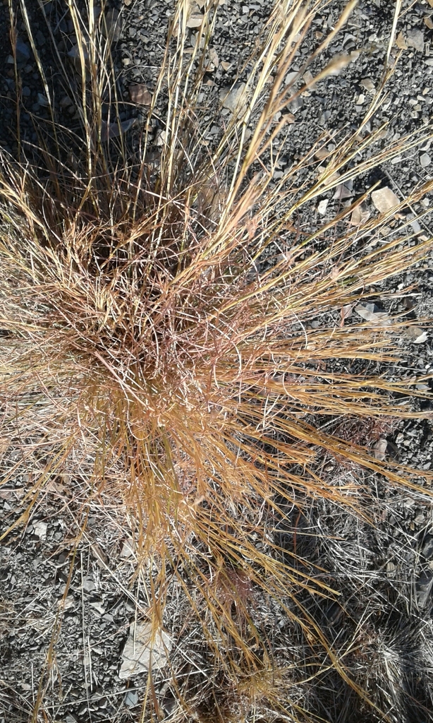 thatching grass from Graaff-Reinet, South Africa on July 16, 2018 at 11 ...