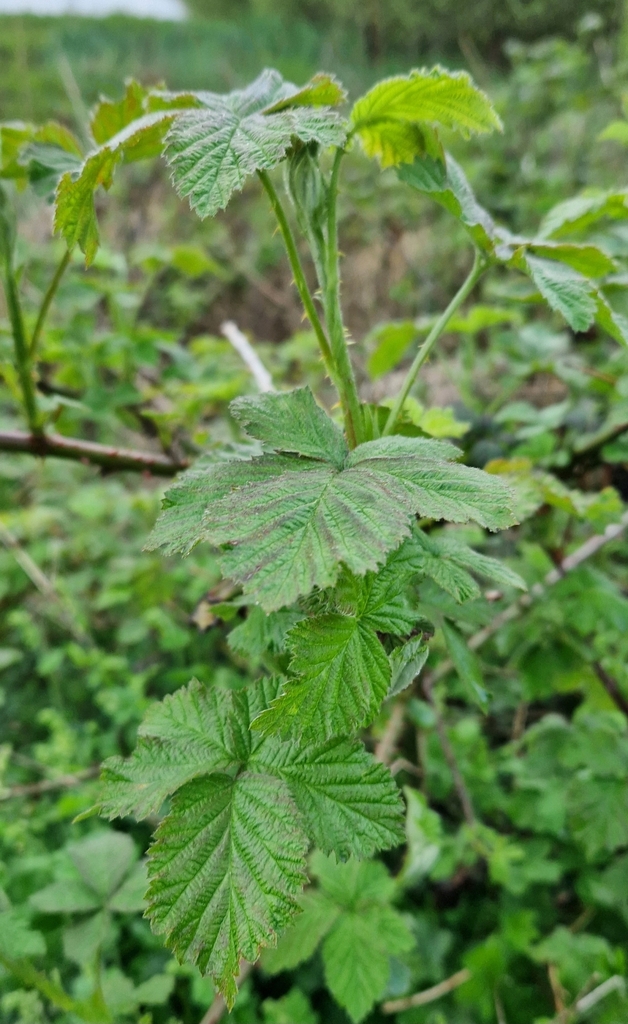 pilated-leaved blackberry from New Church Road, Bolton BL1 5SL, UK on ...