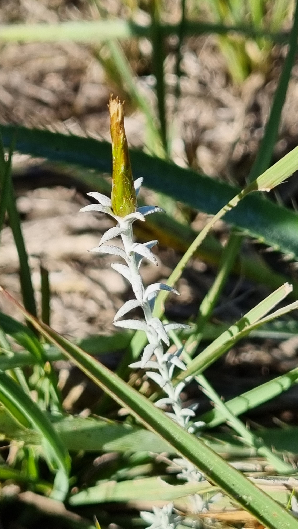 Lucilia acutifolia (Poir.) Cass.