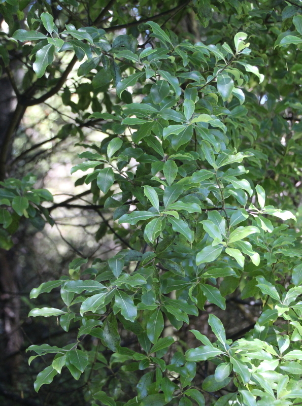 Kohuhu (Beginners Guide to Canterbury Flora) · iNaturalist