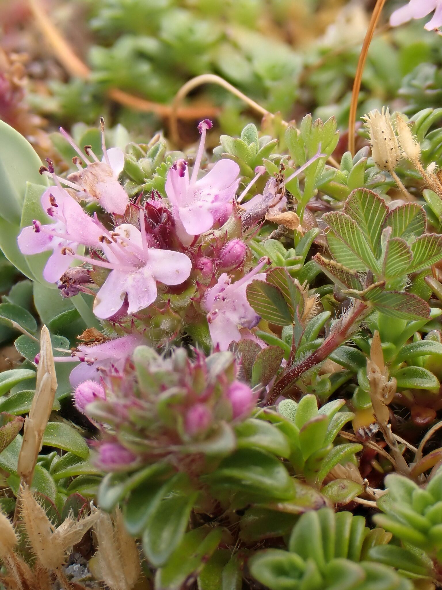 Thymus longicaulis C.Presl