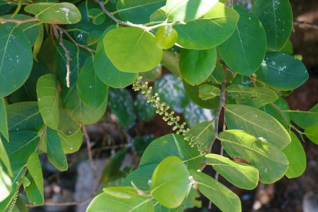 Pop-gun Seed from Guayaquil, EC-GU, EC on May 1, 2023 at 12:26 PM by ...