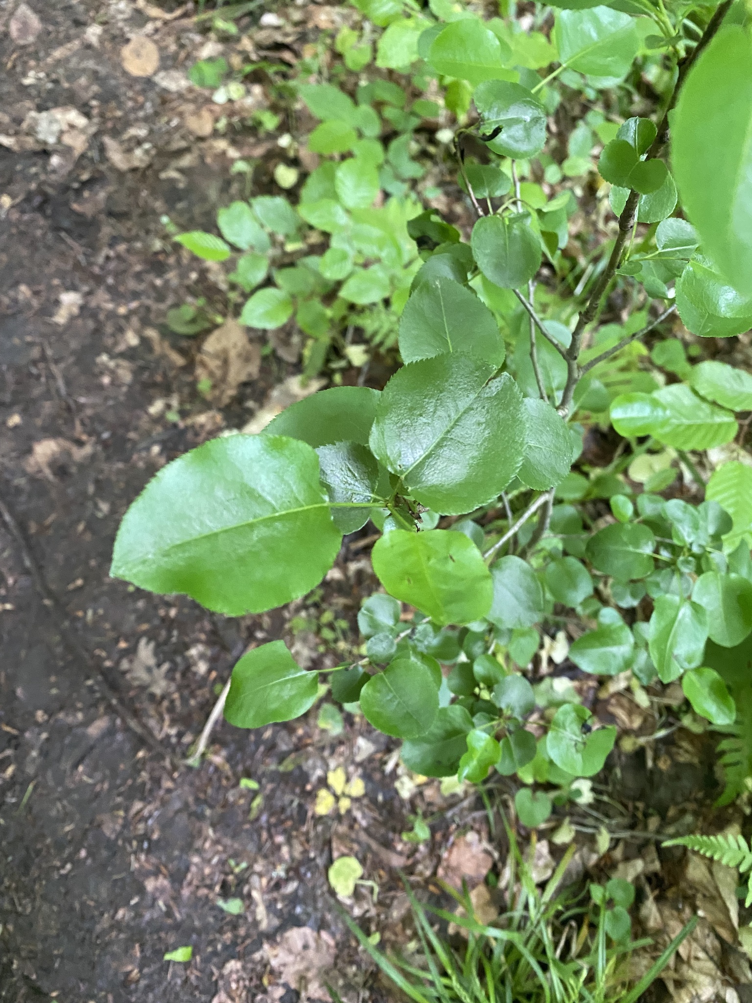 Pyrus communis subsp. caucasica (Fed.) Browicz