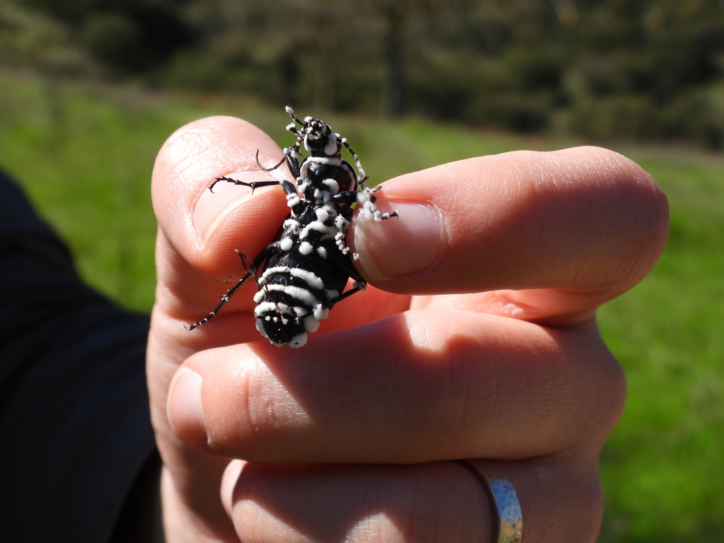 Hypocreales from Peloponnese Region, Greece on April 13, 2023 at 10:42 ...