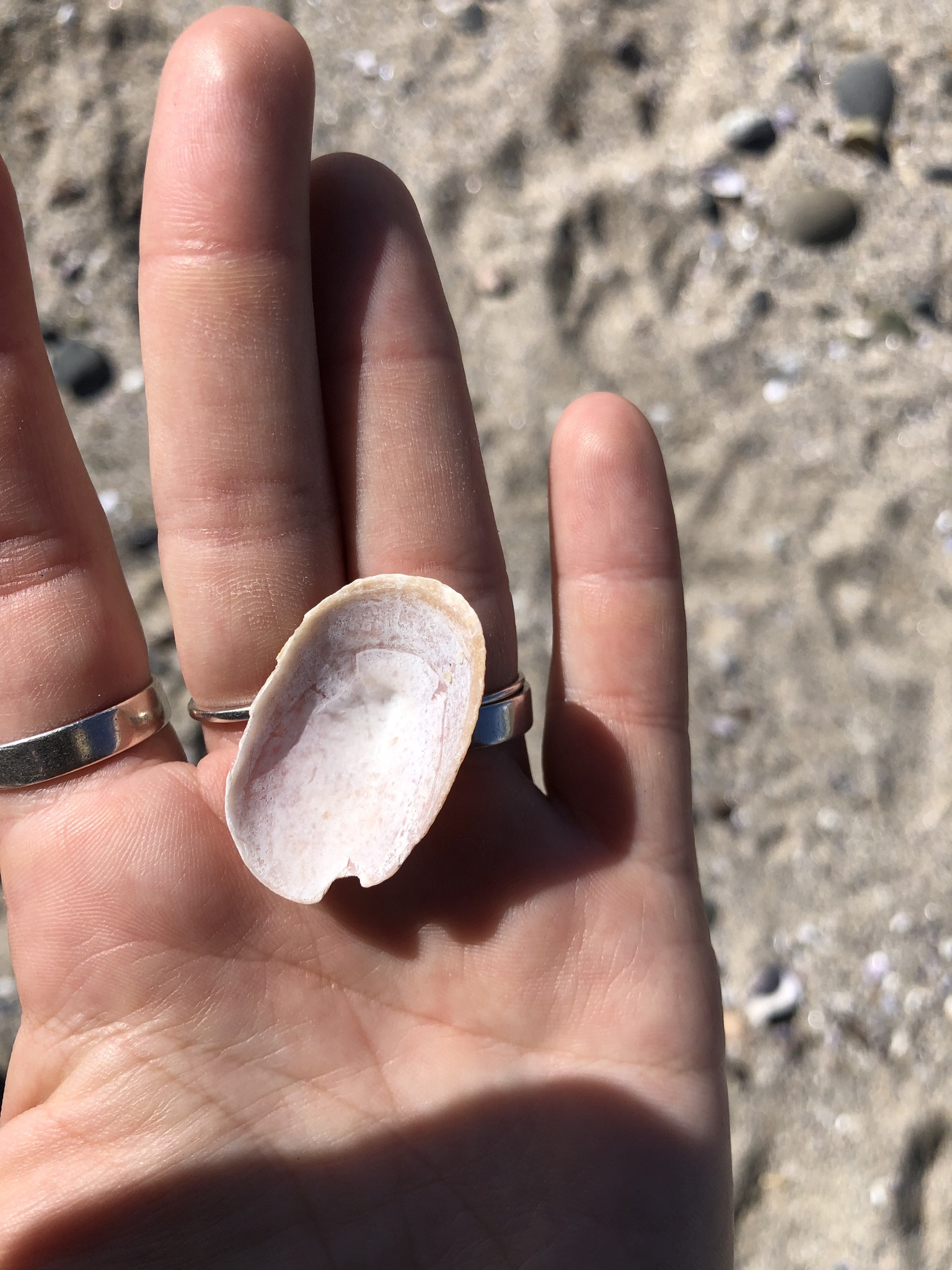 Cymbula compressa (Linnaeus, 1758)