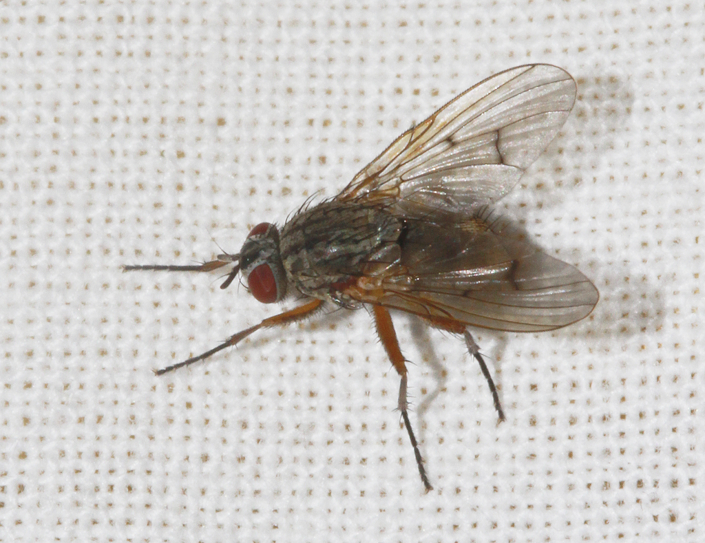 Phaoniinae from Seby143, Mörbylånga, Sverige on June 18, 2017 by ...