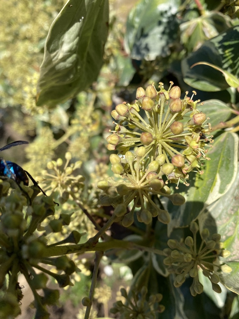common ivy from Lo Gallardo, San Antonio, Valparaíso, CL on May 1, 2023 ...
