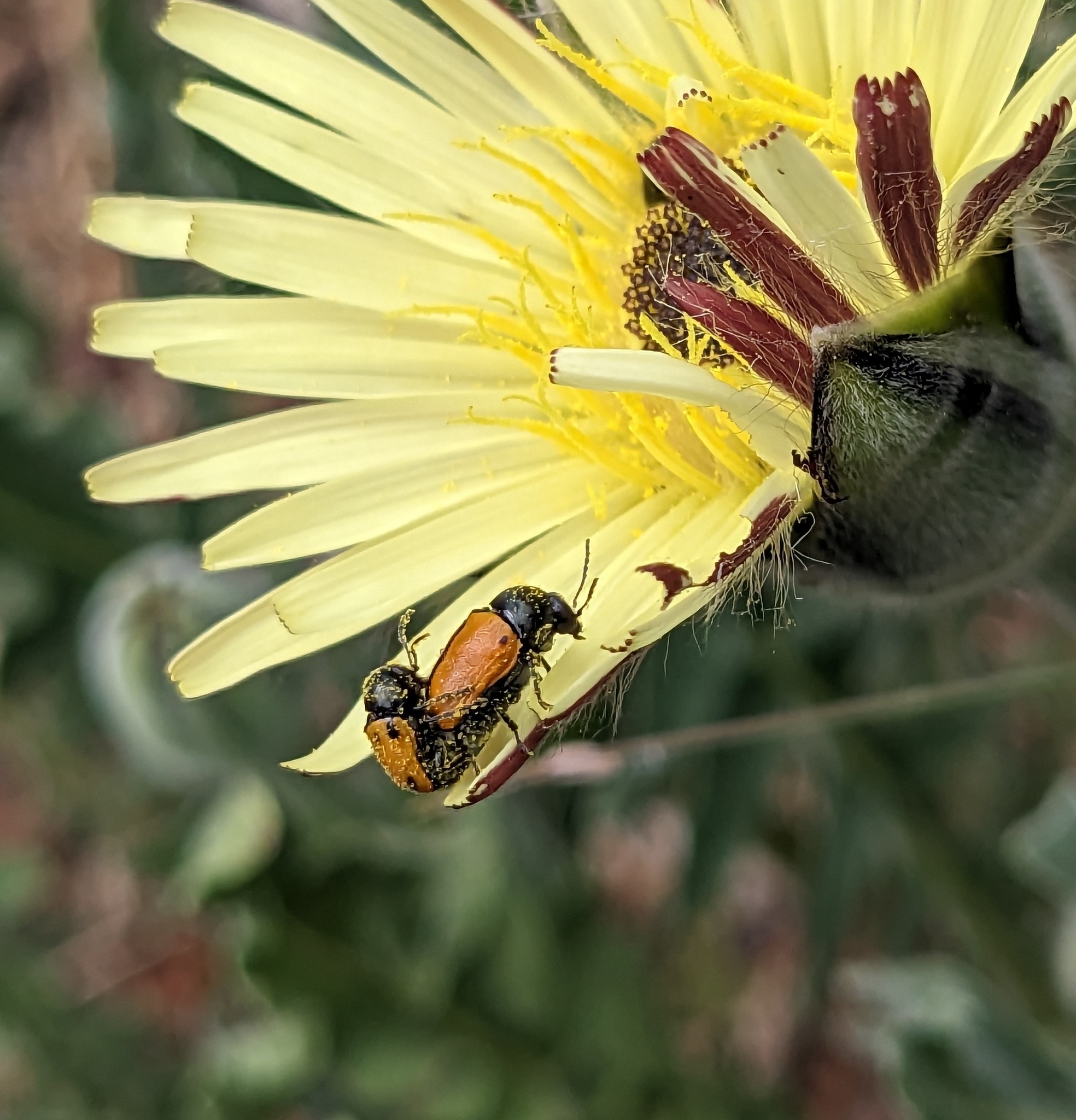 Cryptocephalus rugicollis Olivier, 1792