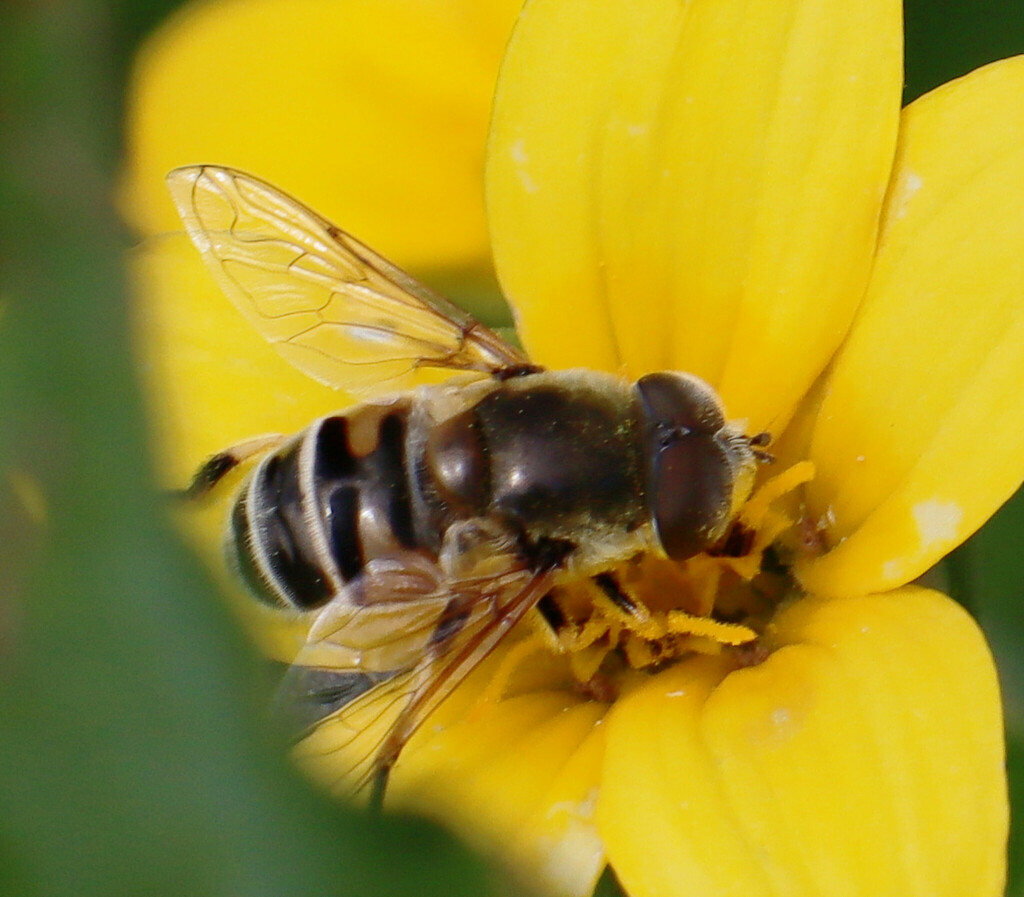 Yellow-shouldered Drone Fly from Connemara Pollinator Plot on May 01 ...