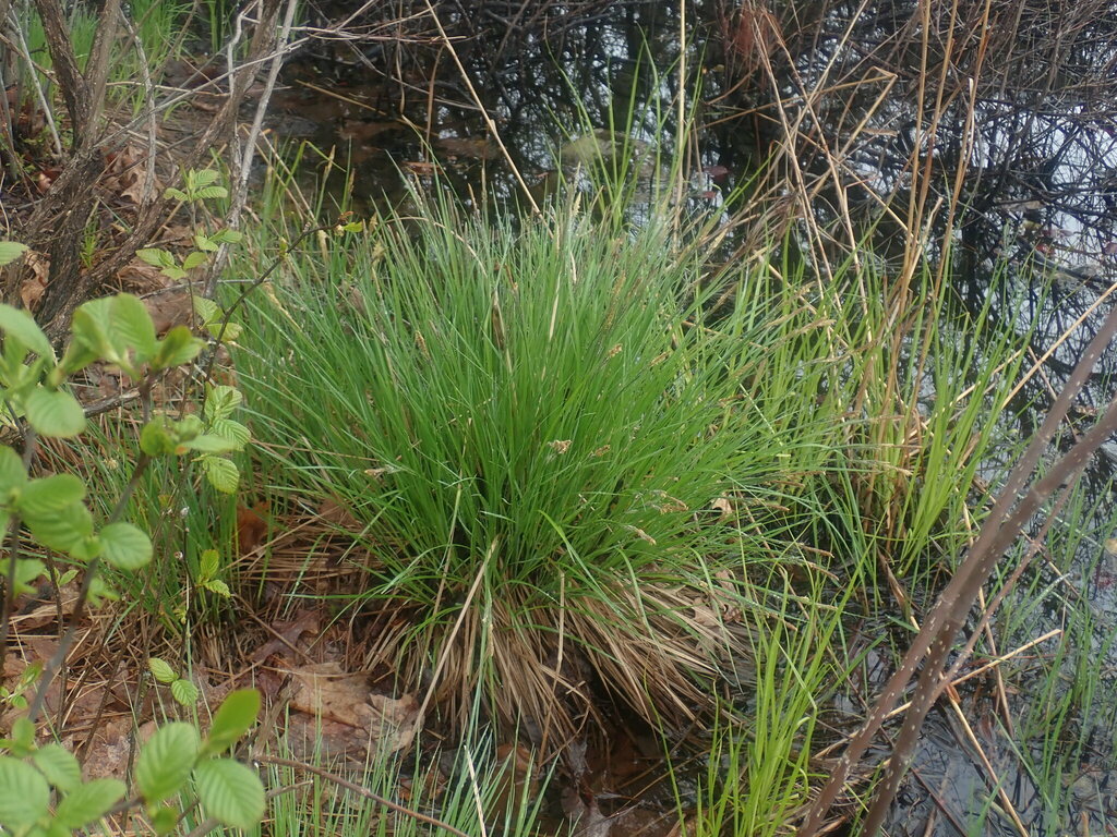 tussock sedge from Franklin, Massachusetts, United States on May 1 ...
