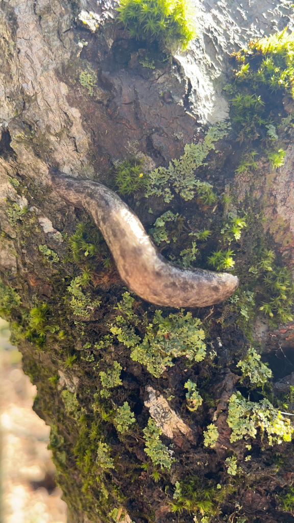 Changeable Mantleslug from Rockport on May 1, 2023 at 02:36 PM by ...