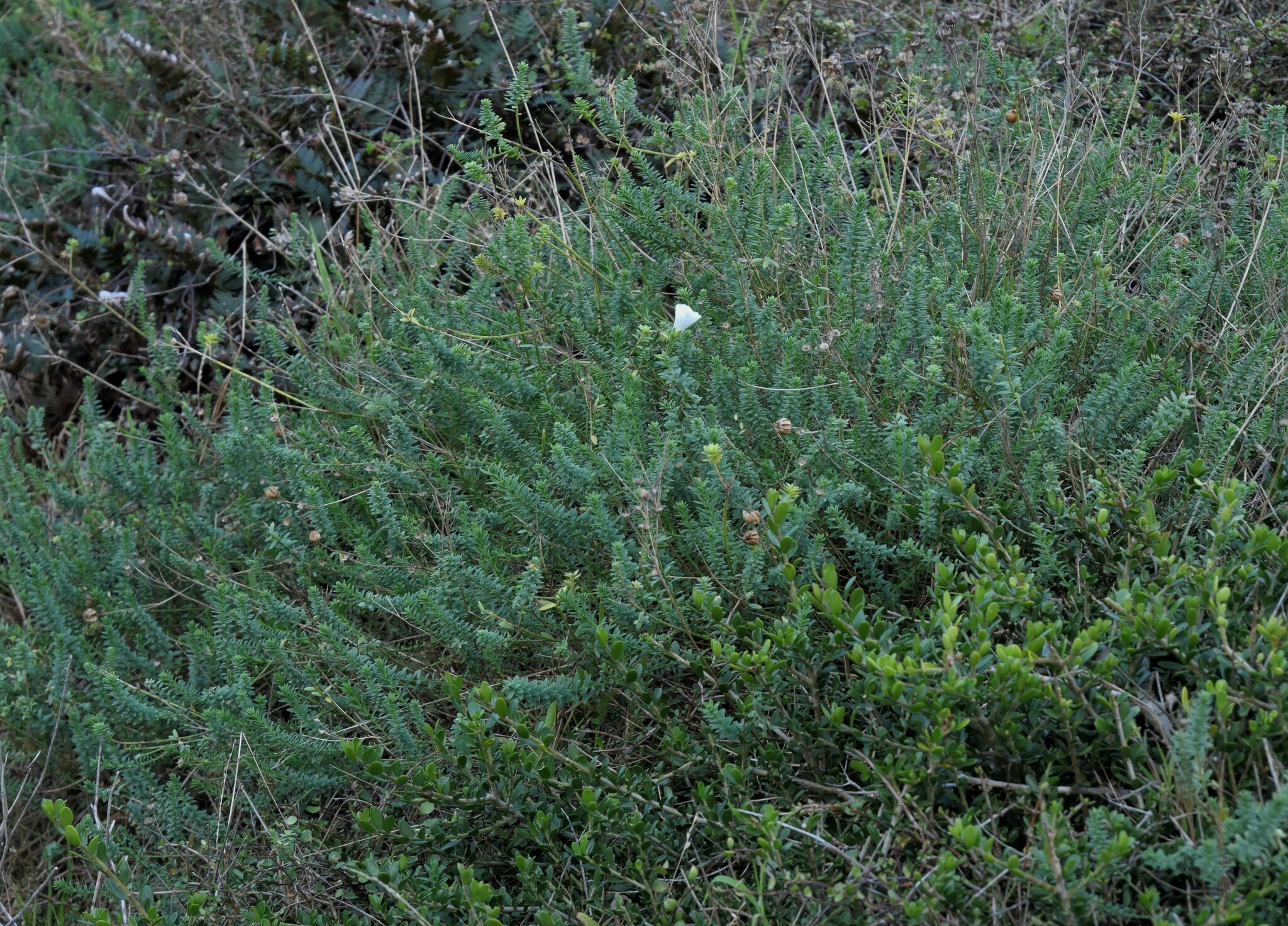 Linum monogynum G.Forst.