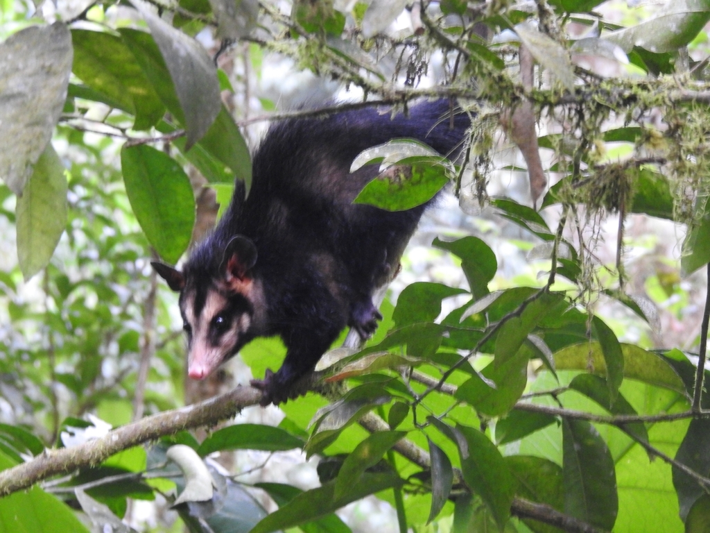 Big-eared Opossum from Parque Estadual Intervales - Estrada Municipal ...