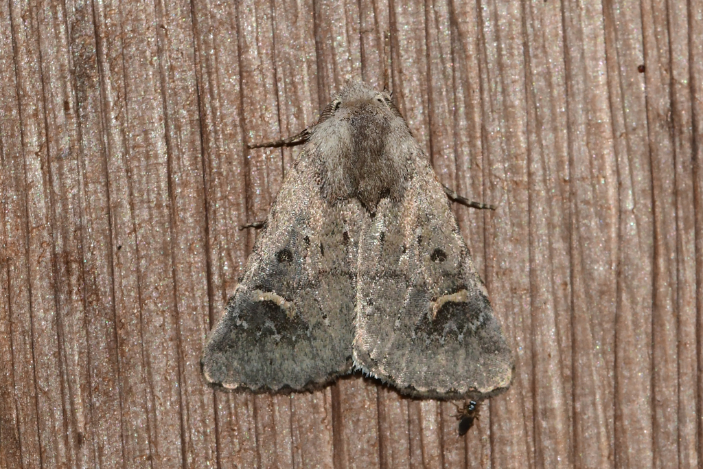 Fringed Dart (Lee County SC Moths) · iNaturalist
