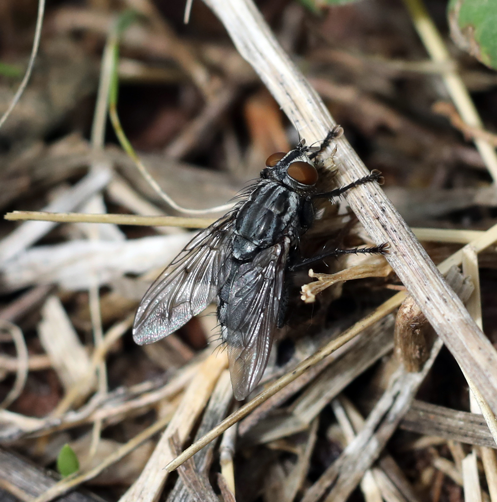 Bot Flies, Blow Flies, and Allies from Chantilly, Fairfax County, VA ...