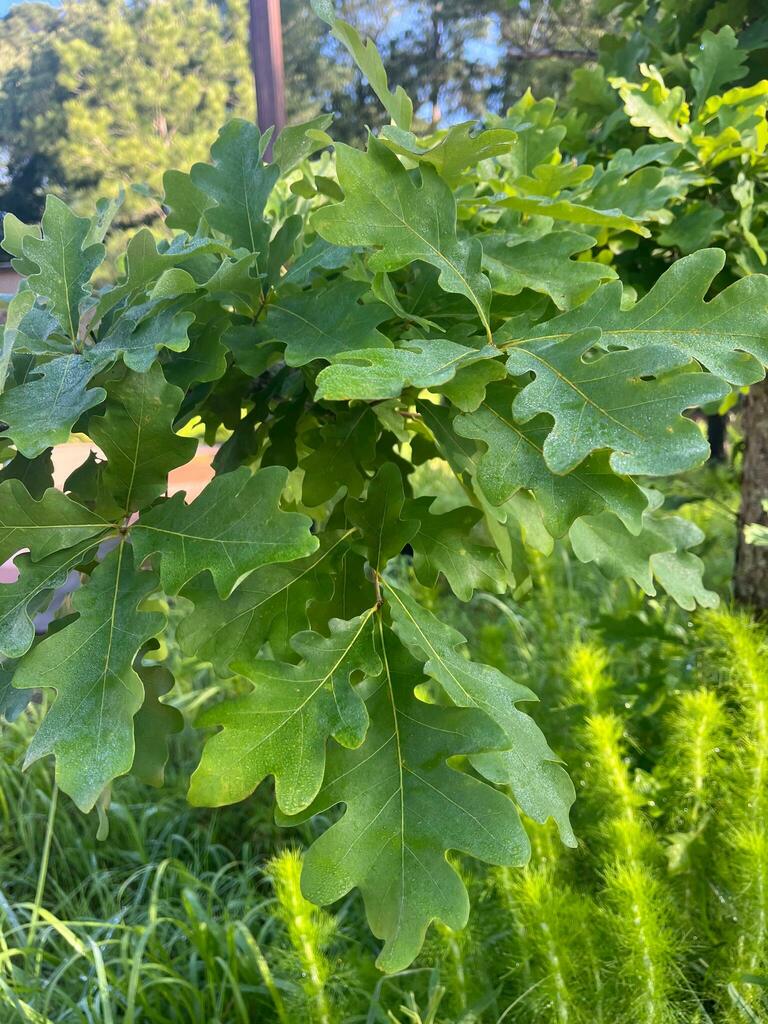 white oak from Harris, Texas, United States on April 28, 2023 at 08:32 ...