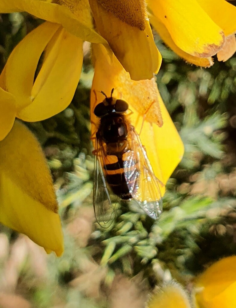 Spring Epistrophe from Walsey Hill, Salthouse, Holt NR25 7XE, UK on ...