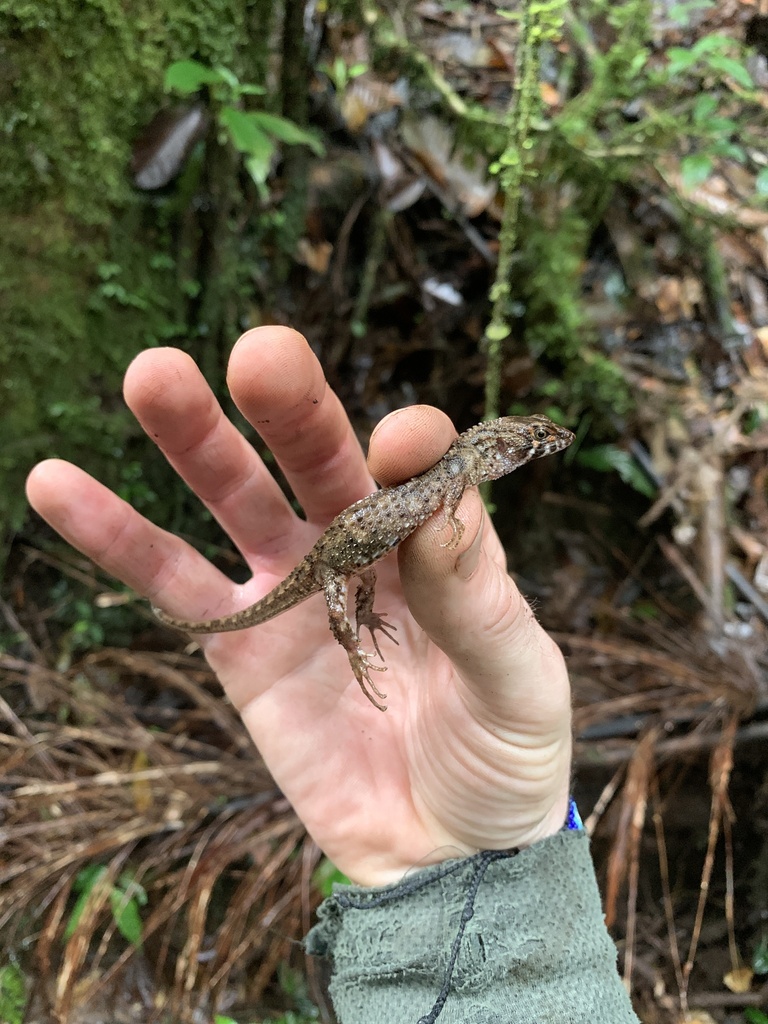 Common Stream Lizard from Mera, EC-PA, EC on April 29, 2023 at 04:30 PM ...