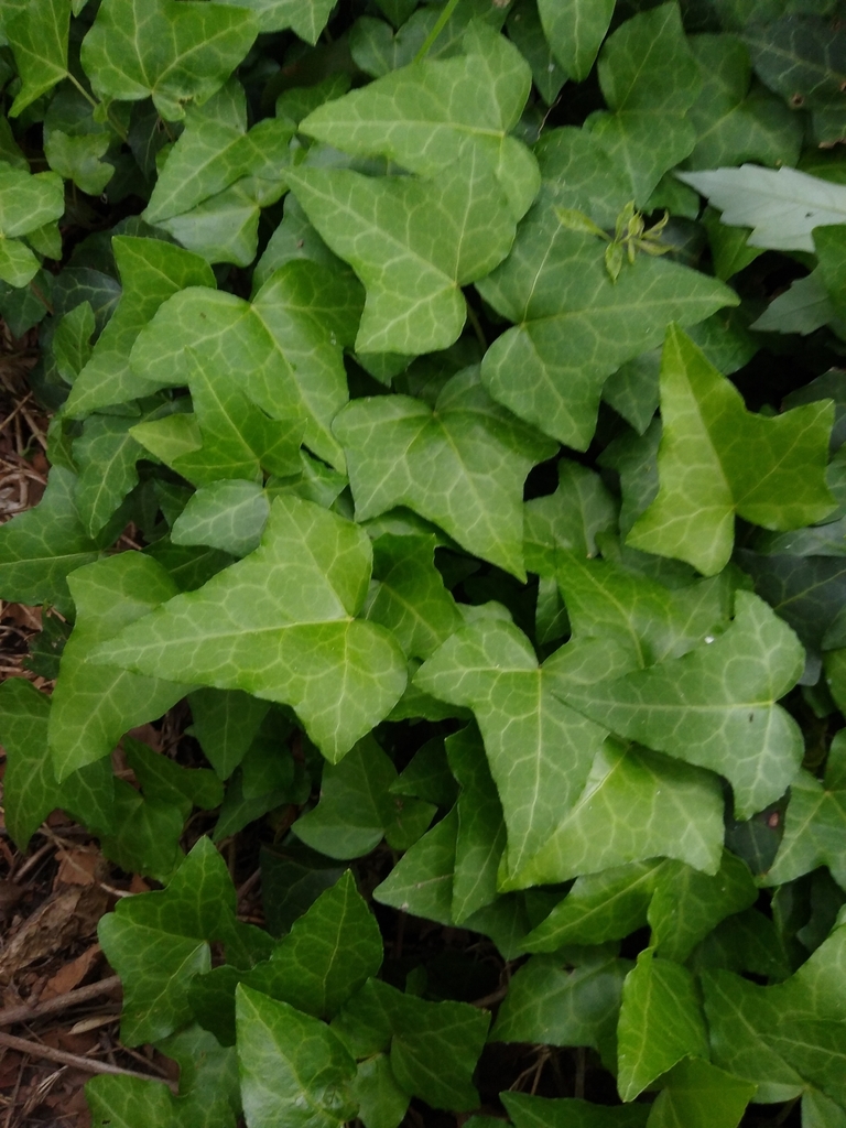 common ivy from Belle Haven, VA, USA on May 01, 2023 at 05:23 PM by ...
