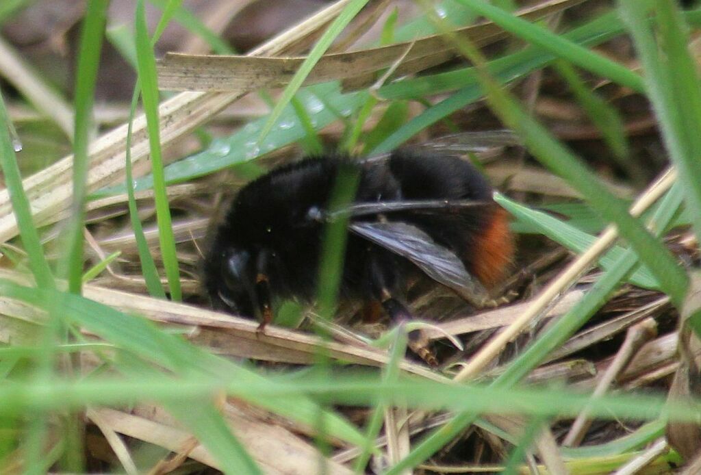 Red-tailed Bumble Bee from Brierley Hill, UK on April 30, 2023 at 01:16 ...