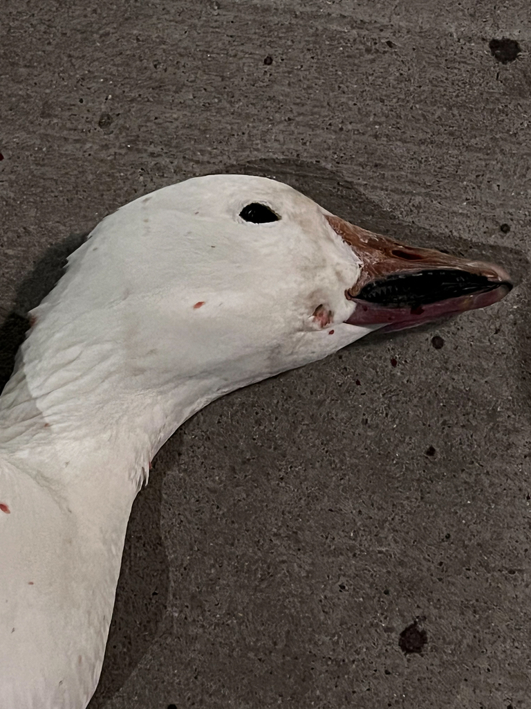 Snow Goose from Downtown, Regina, SK, Canada on April 30, 2023 at 09:40 ...