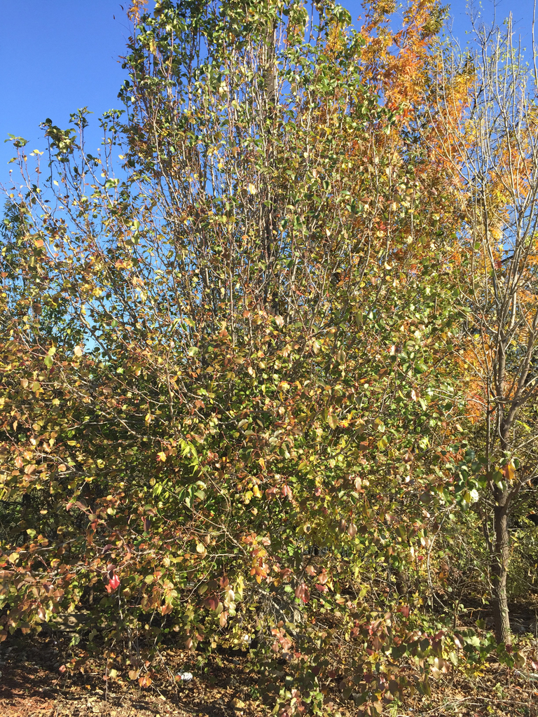 Callery pear (Invasive Plants of Maryland) · iNaturalist