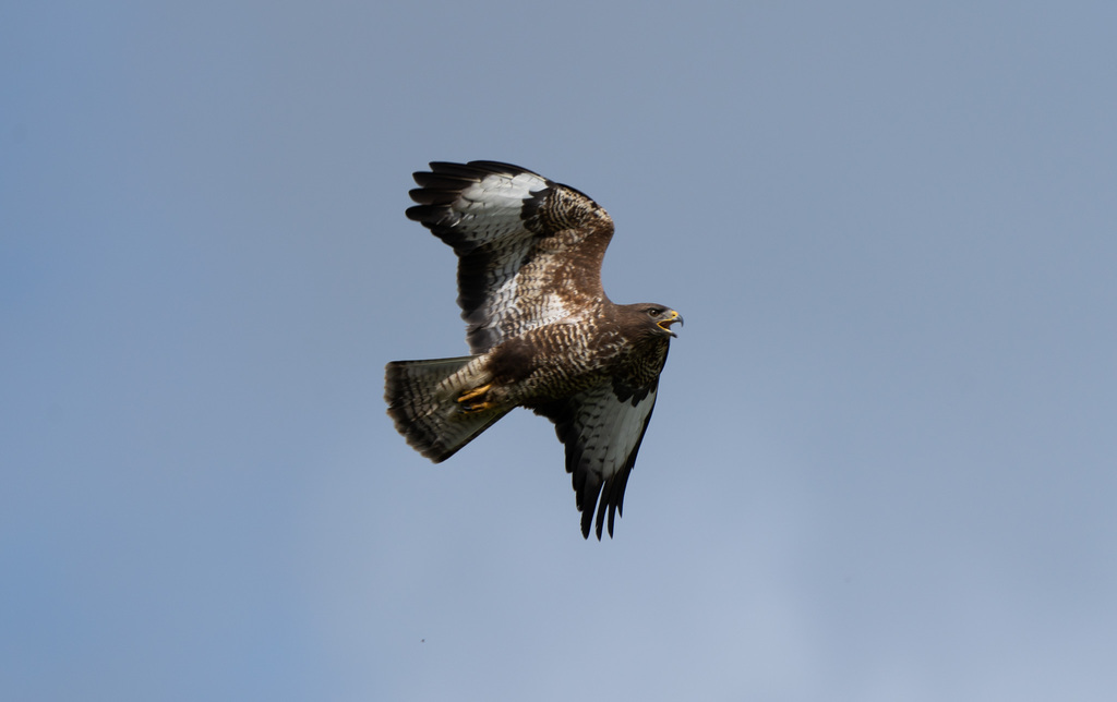 Common Buzzard from Hull, UK on May 1, 2023 at 10:05 AM by Matthew ...