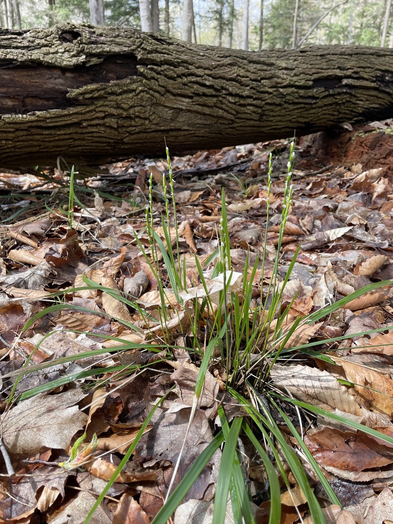 White-grained Mountain-ricegrass in May 2023 by Jacqueline Weber ...