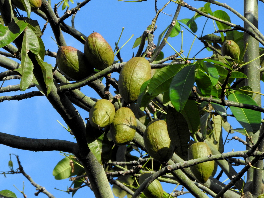 saba nut tree from Chácara da Barra, Campinas - SP, Brasil on May 1 ...