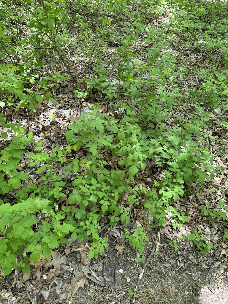 Florida Pellitory from Golf Ridge Dr, Saint Louis, MO, US on May 1 ...